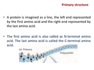 Structure of proteins and nature of bond linking monomers in a polymer ...