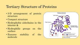 Structure of Proteins, Properties of Proteins, and Denaturation of ...