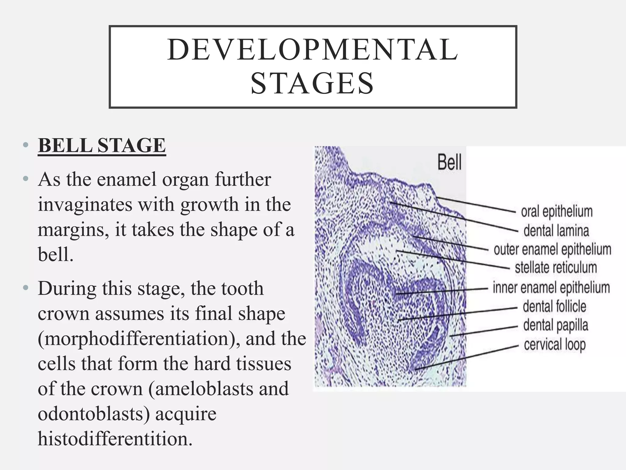 Structure and function of of Pulp-Dentin complex | PPTX