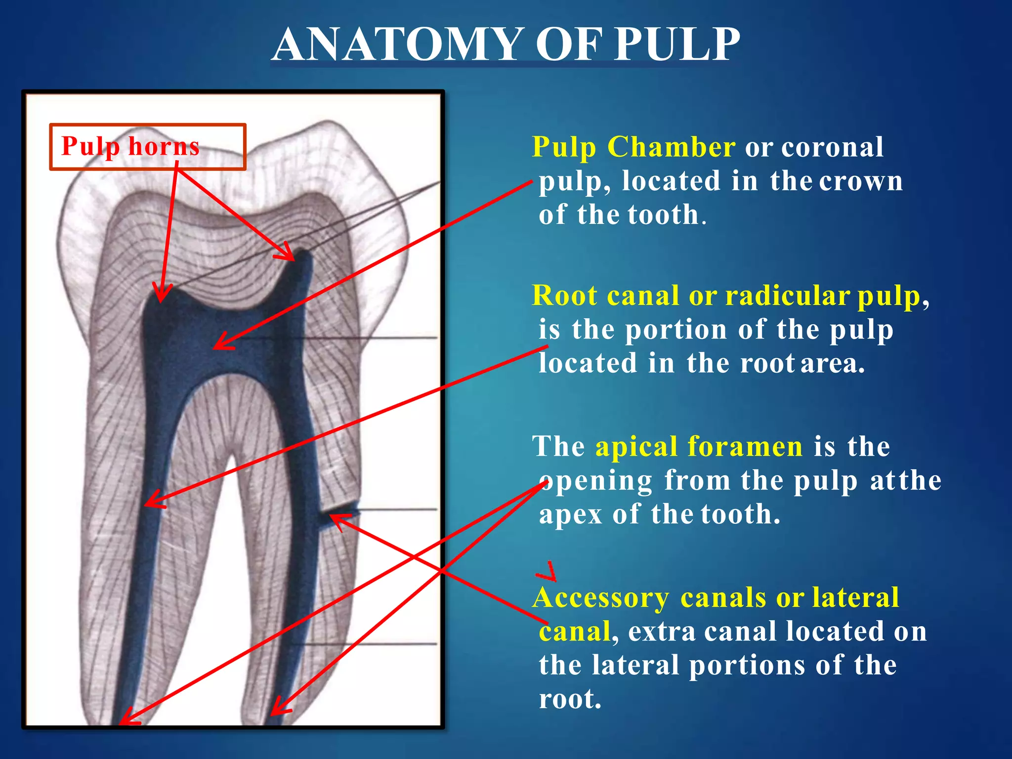Structure and function of of Pulp-Dentin complex | PPTX