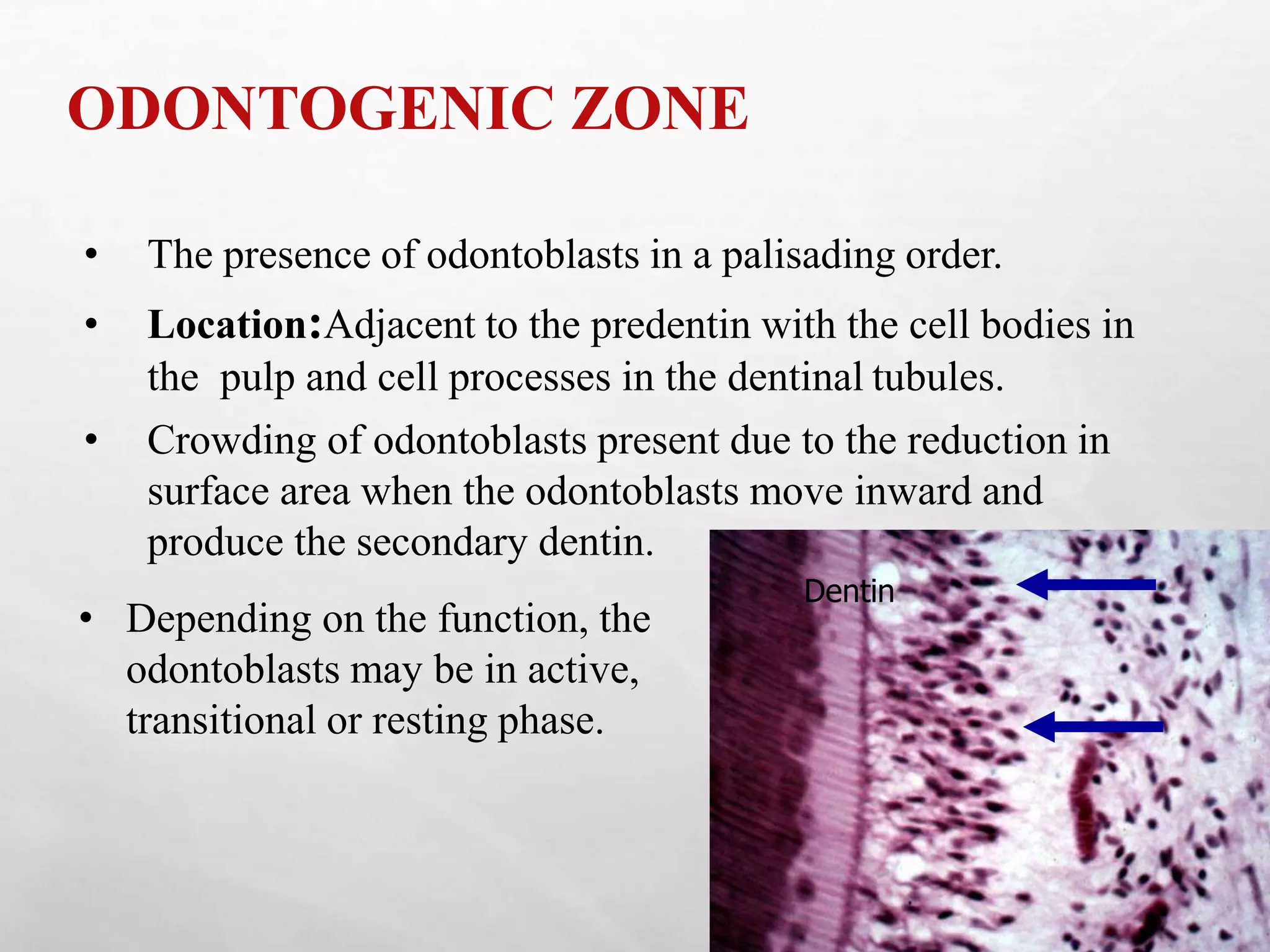 Structure and function of of Pulp-Dentin complex | PPTX
