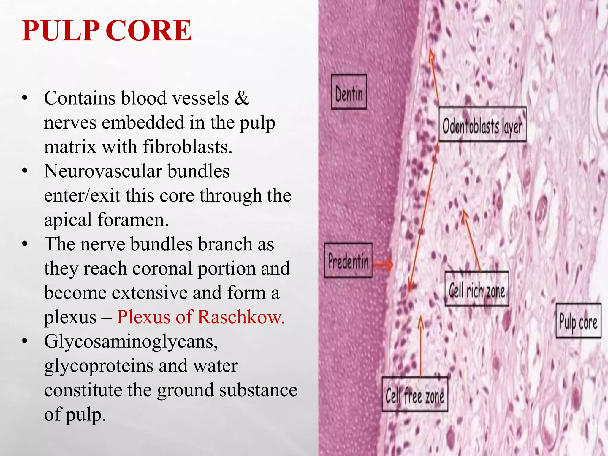 Structure and function of of Pulp-Dentin complex | PPTX