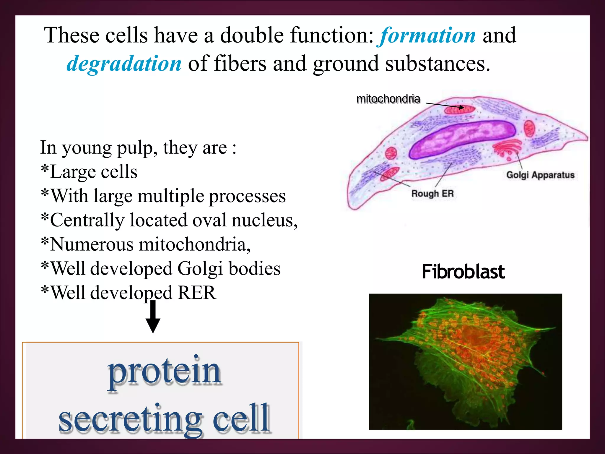 Structure and function of of Pulp-Dentin complex | PPTX