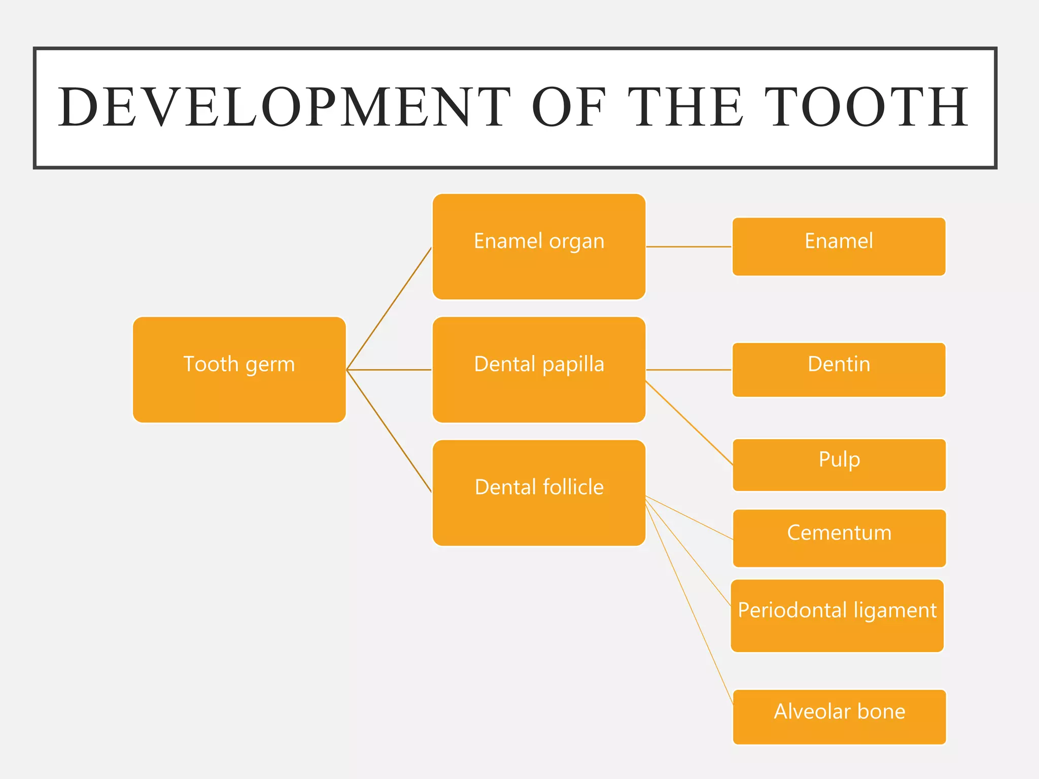 Structure and function of of Pulp-Dentin complex | PPTX