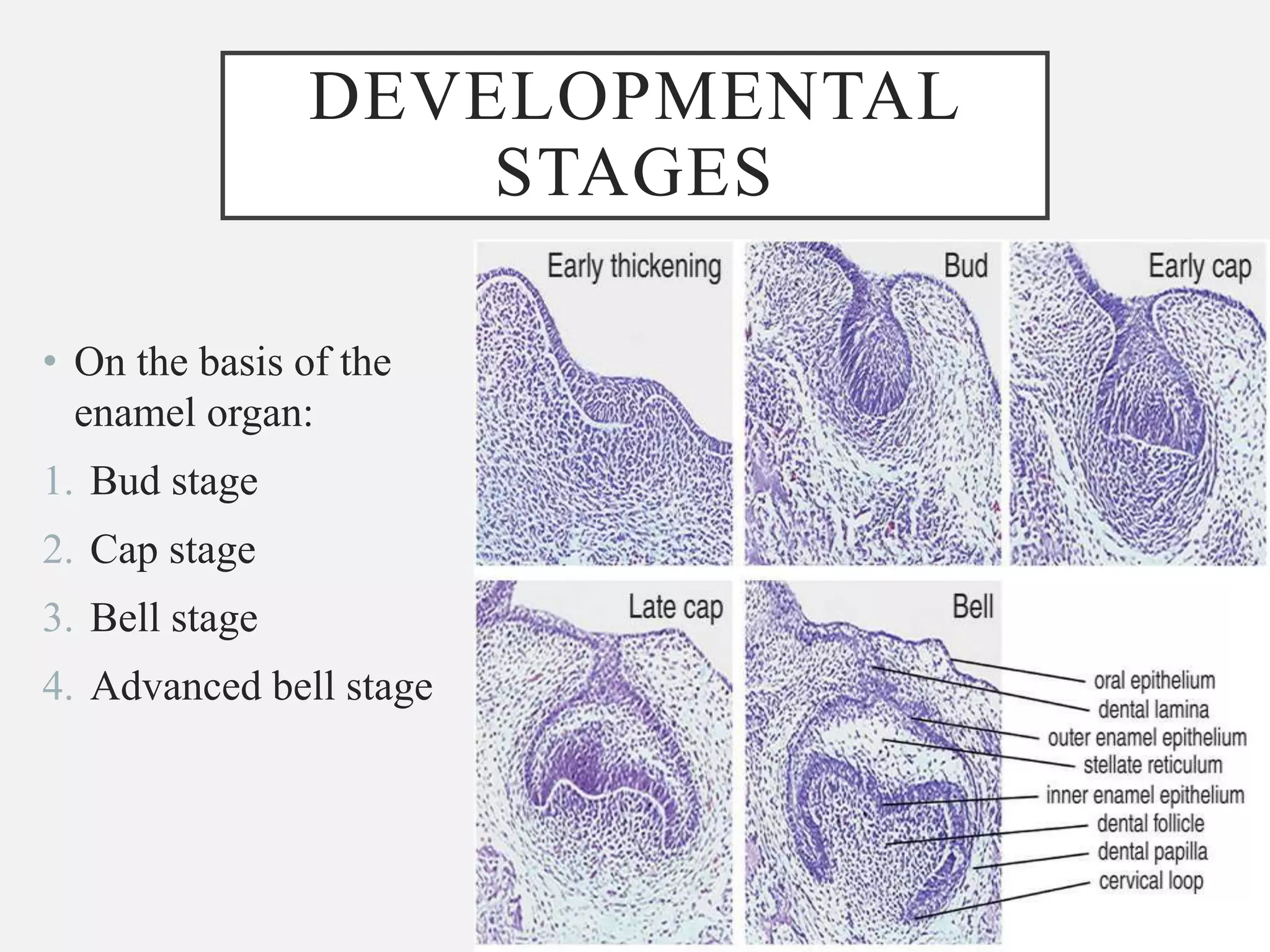 Structure and function of of Pulp-Dentin complex | PPTX
