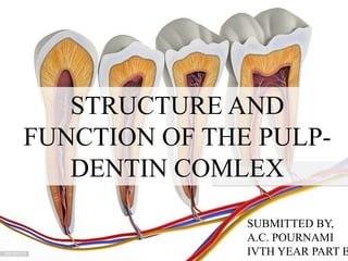 Structure And Function Of Of Pulp Dentin Complex Pptx