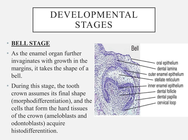 Structure and function of of Pulp-Dentin complex | PPTX
