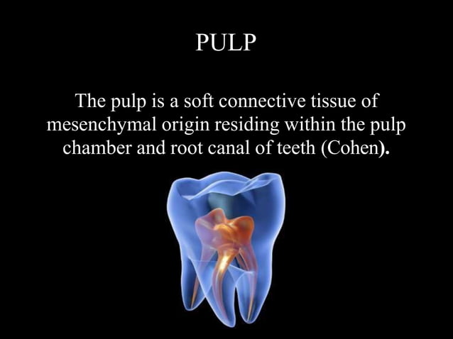 Structure and function of of Pulp-Dentin complex | PPTX