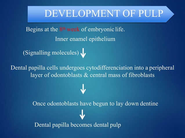 Structure and function of of Pulp-Dentin complex | PPTX