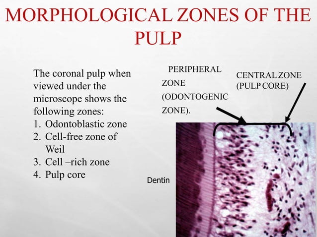 Structure and function of of Pulp-Dentin complex | PPTX