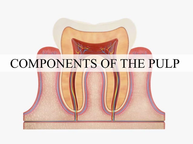 Structure and function of of Pulp-Dentin complex | PPTX