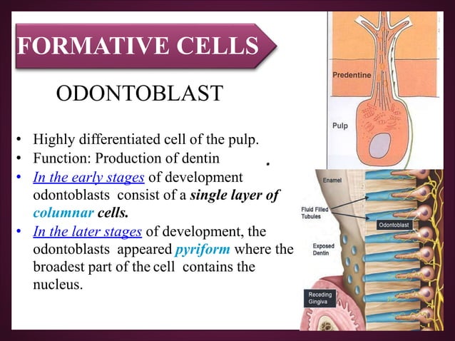 Structure and function of of Pulp-Dentin complex | PPTX