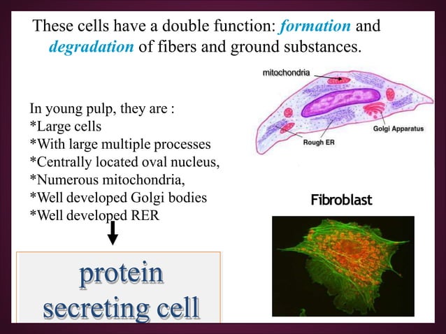 Structure and function of of Pulp-Dentin complex | PPTX