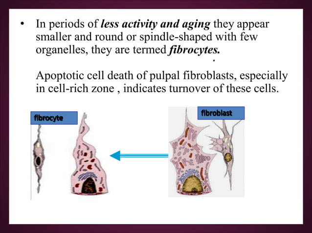 Structure and function of of Pulp-Dentin complex | PPTX