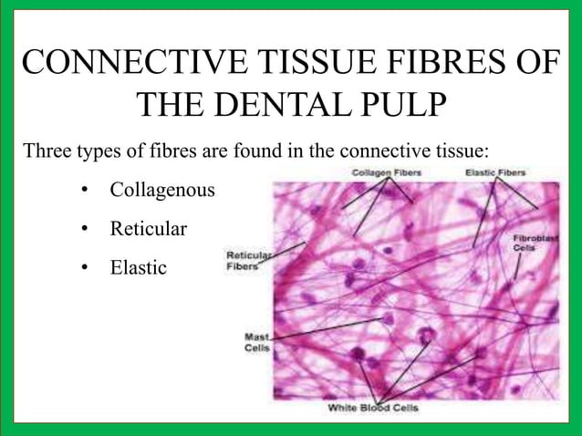 Structure and function of of Pulp-Dentin complex | PPTX