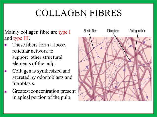 Structure and function of of Pulp-Dentin complex | PPTX
