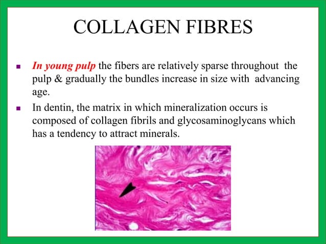 Structure and function of of Pulp-Dentin complex | PPTX