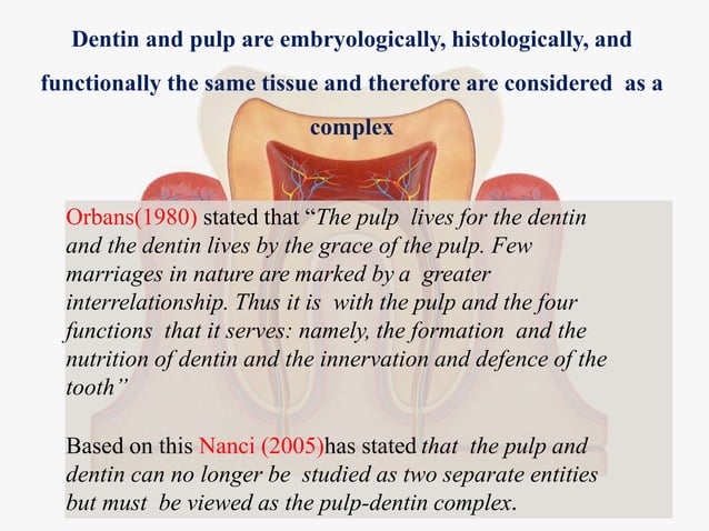 Structure and function of of Pulp-Dentin complex | PPTX