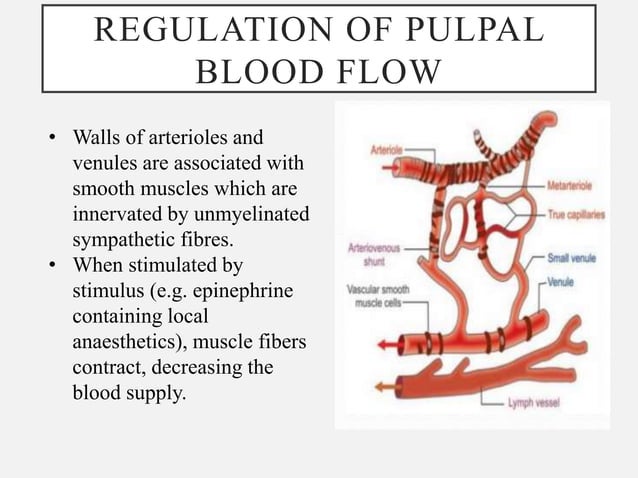 Structure and function of of Pulp-Dentin complex | PPTX