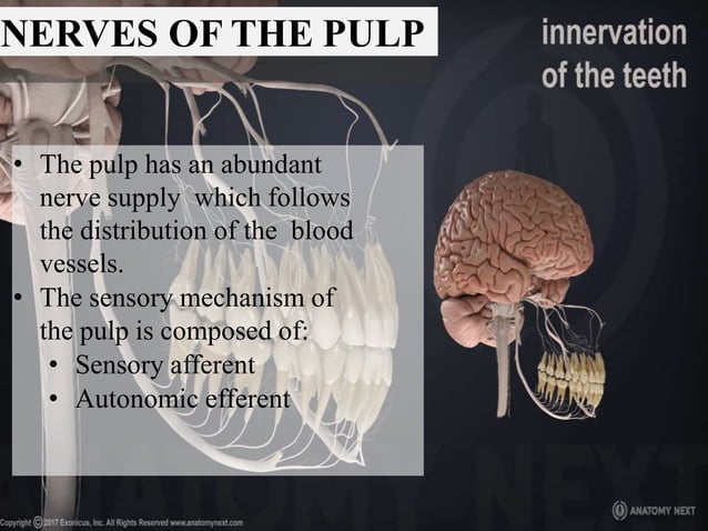 Structure and function of of Pulp-Dentin complex | PPTX
