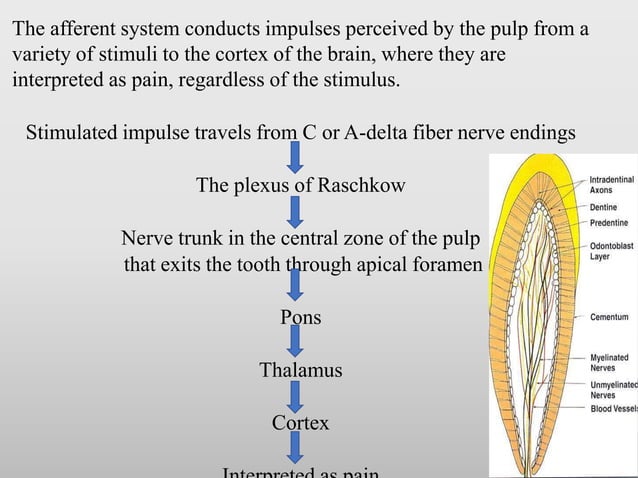 Structure and function of of Pulp-Dentin complex | PPTX