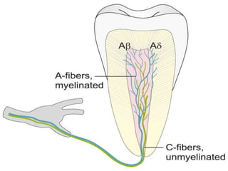 Structure and function of of Pulp-Dentin complex | PPTX