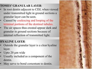 Structure and function of of Pulp-Dentin complex | PPTX