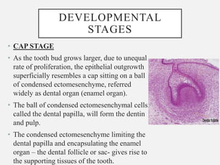 Structure and function of of Pulp-Dentin complex | PPTX
