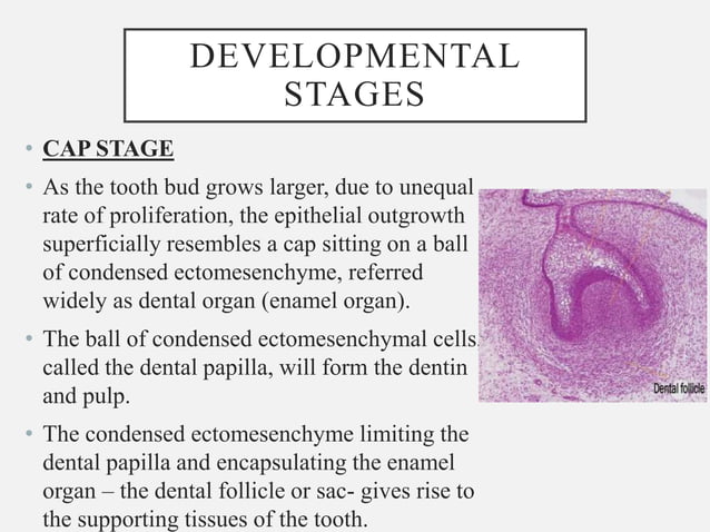Structure and function of of Pulp-Dentin complex | PPTX