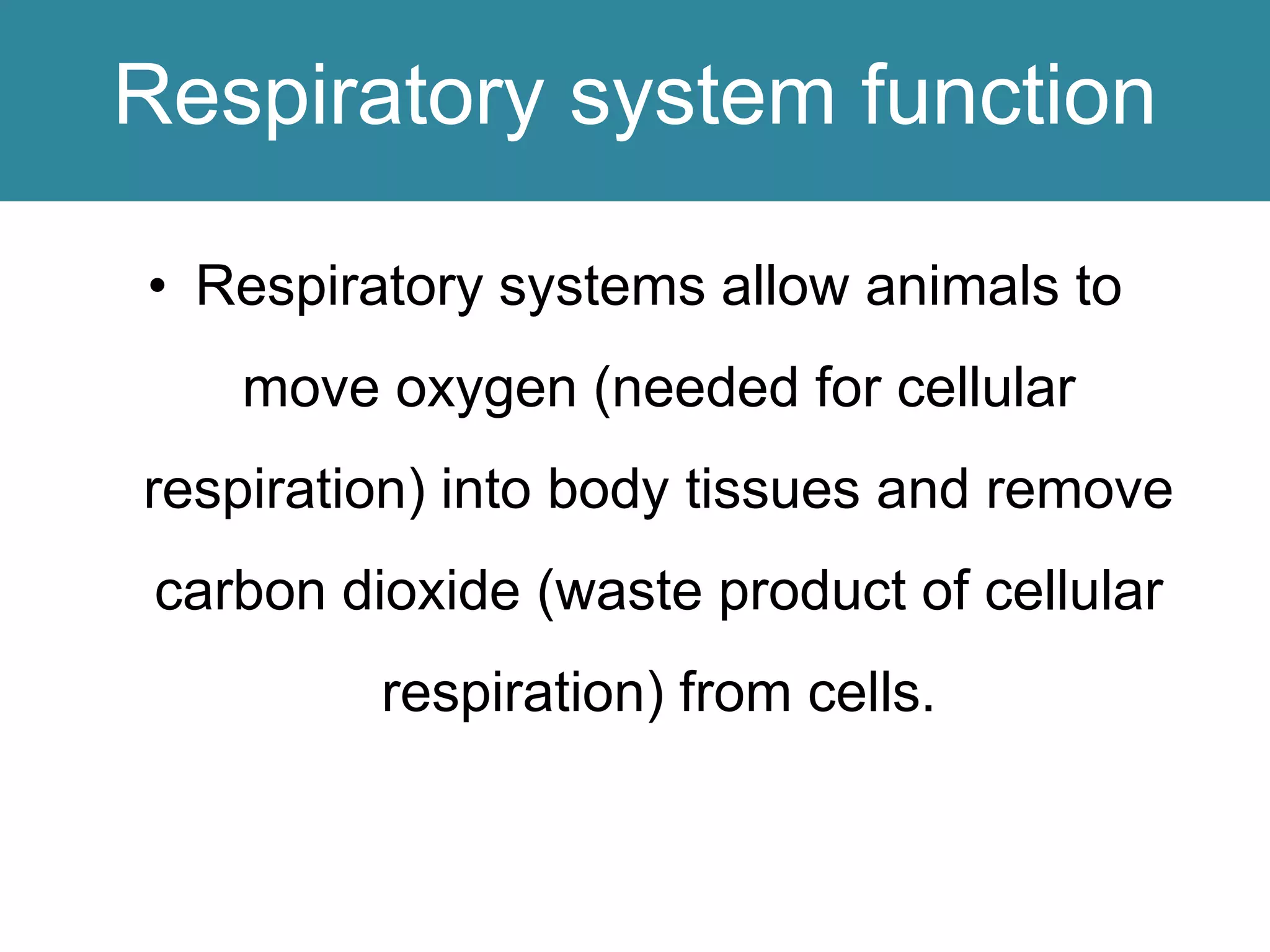 Structure of respiratory organs | PDF