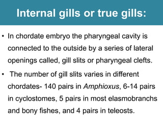 Structure of respiratory organs | PDF