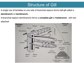 Structure of respiratory organs | PDF