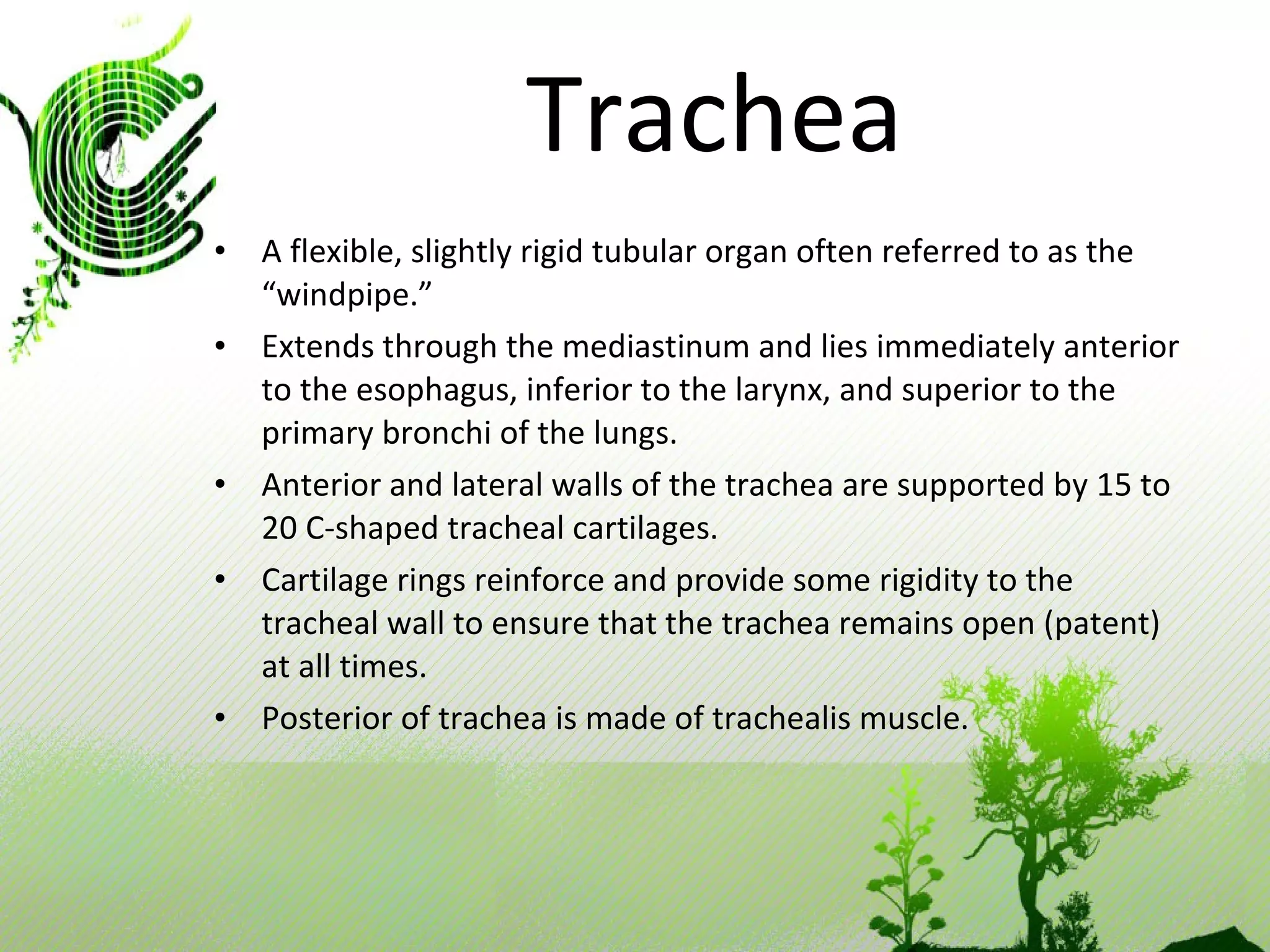 Structure of respiratory system | PPT