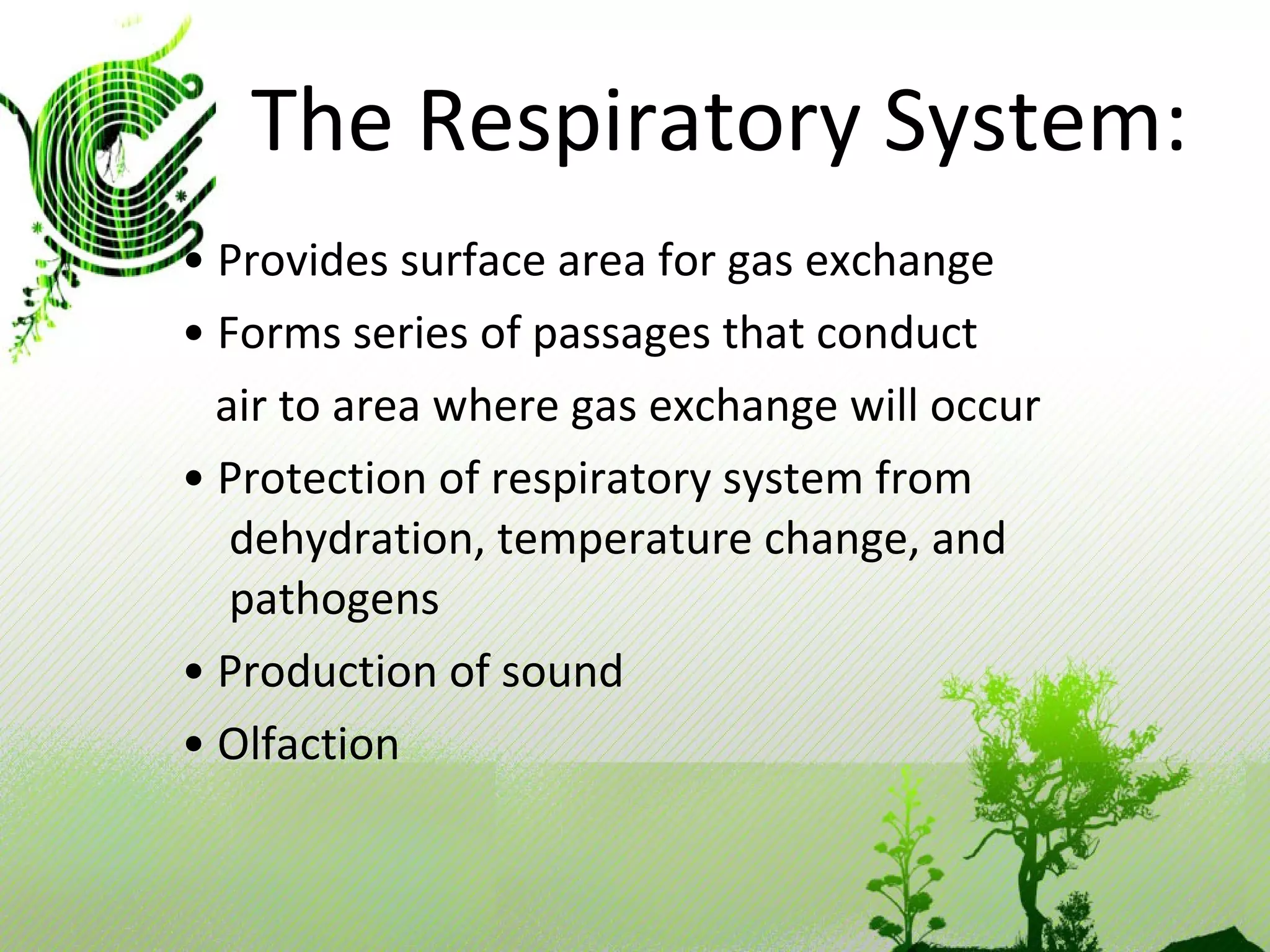 Structure of respiratory system | PPT