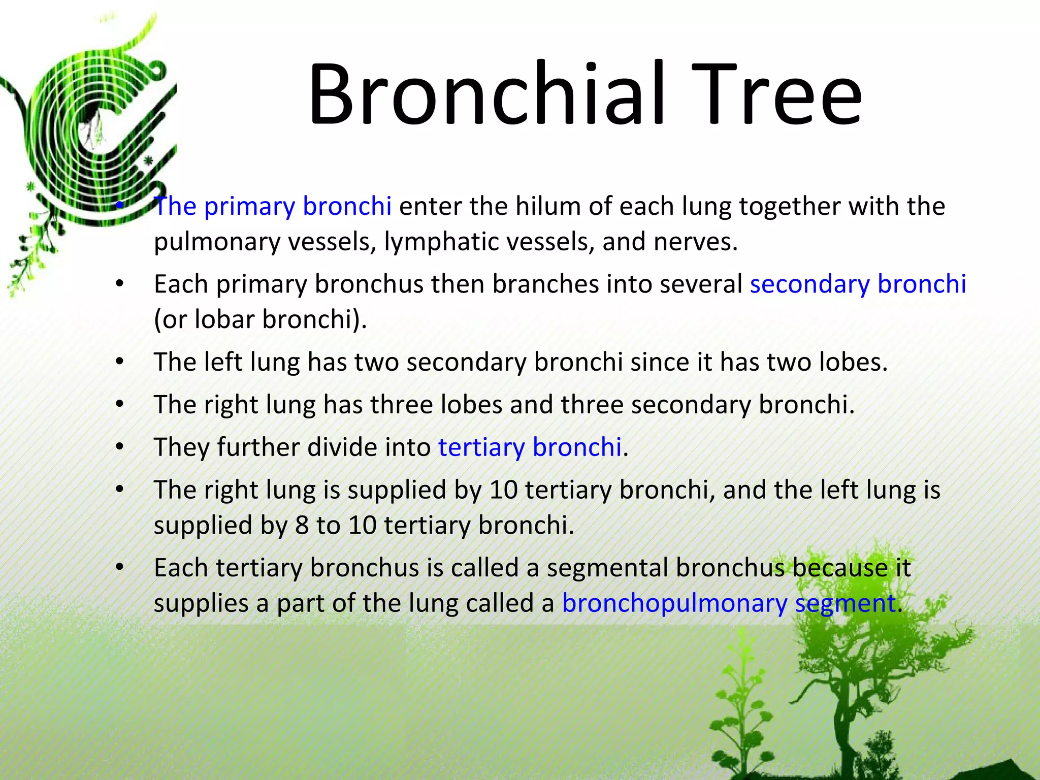 Structure of respiratory system | PPT