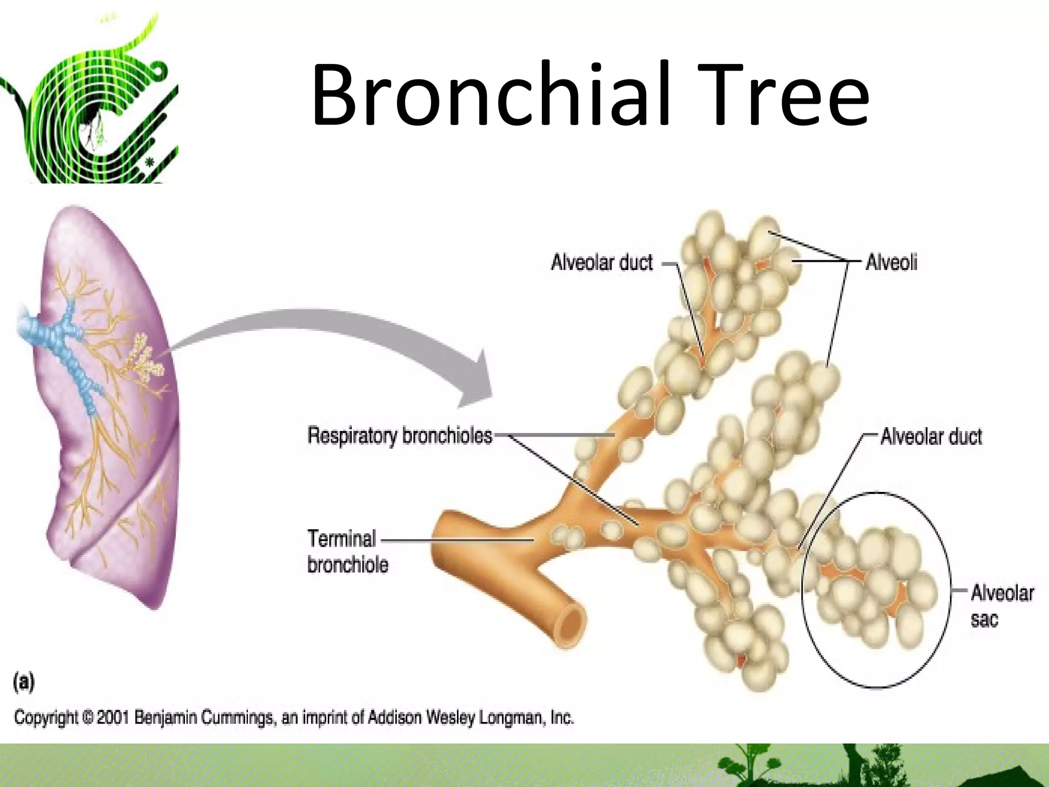 Structure of respiratory system | PPT