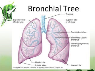 Structure of respiratory system | PPT