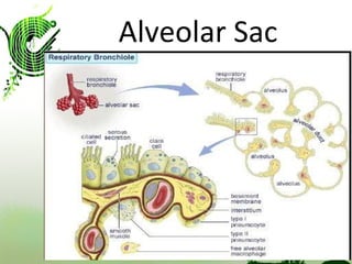 Structure of respiratory system | PPT
