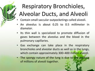 Structure of respiratory system | PPT