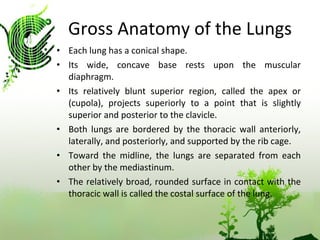 Structure of respiratory system | PPT