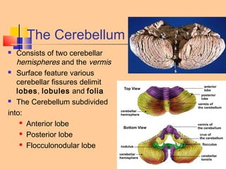 Structure of rhombencephalon midbrain and diencephalon. vegetative ...