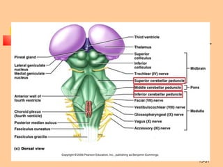 Structure of rhombencephalon midbrain and diencephalon. vegetative ...