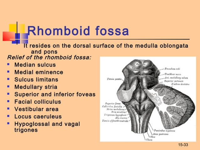 Structure of rhombencephalon midbrain and diencephalon. vegetative ...