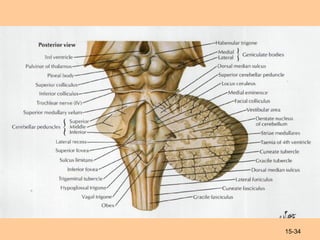 Structure of rhombencephalon midbrain and diencephalon. vegetative ...