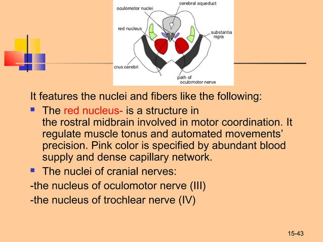 Structure of rhombencephalon midbrain and diencephalon. vegetative ...