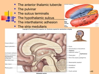 Structure of rhombencephalon midbrain and diencephalon. vegetative ...