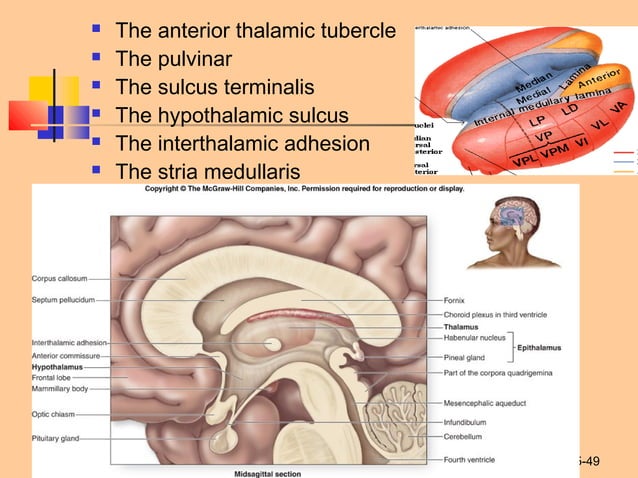 Structure of rhombencephalon midbrain and diencephalon. vegetative ...
