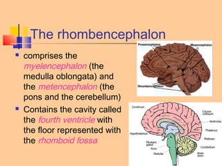 Mesencephalon Metencephalon Myelencephalon