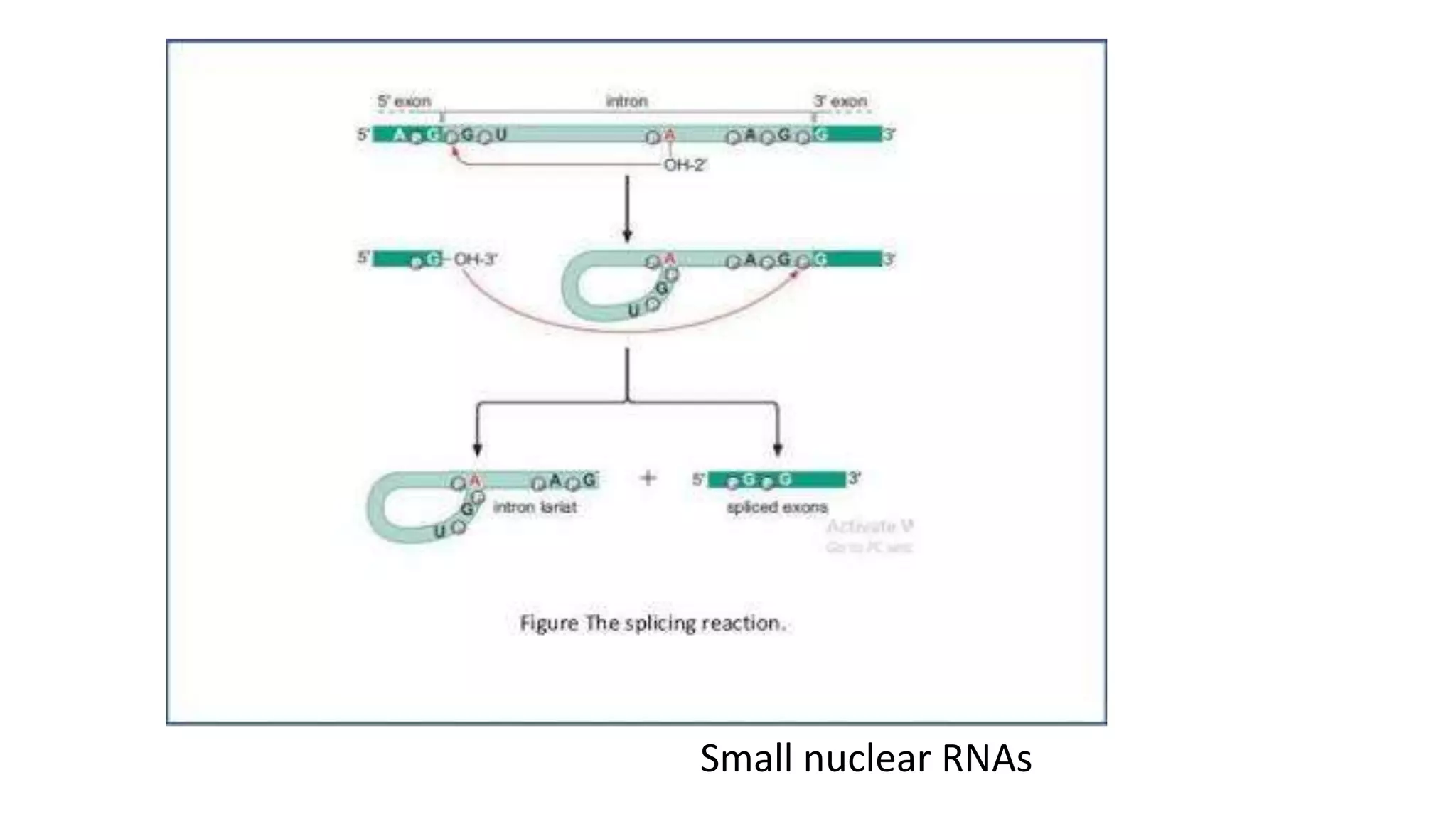 Structure and function of RNA | PPTX