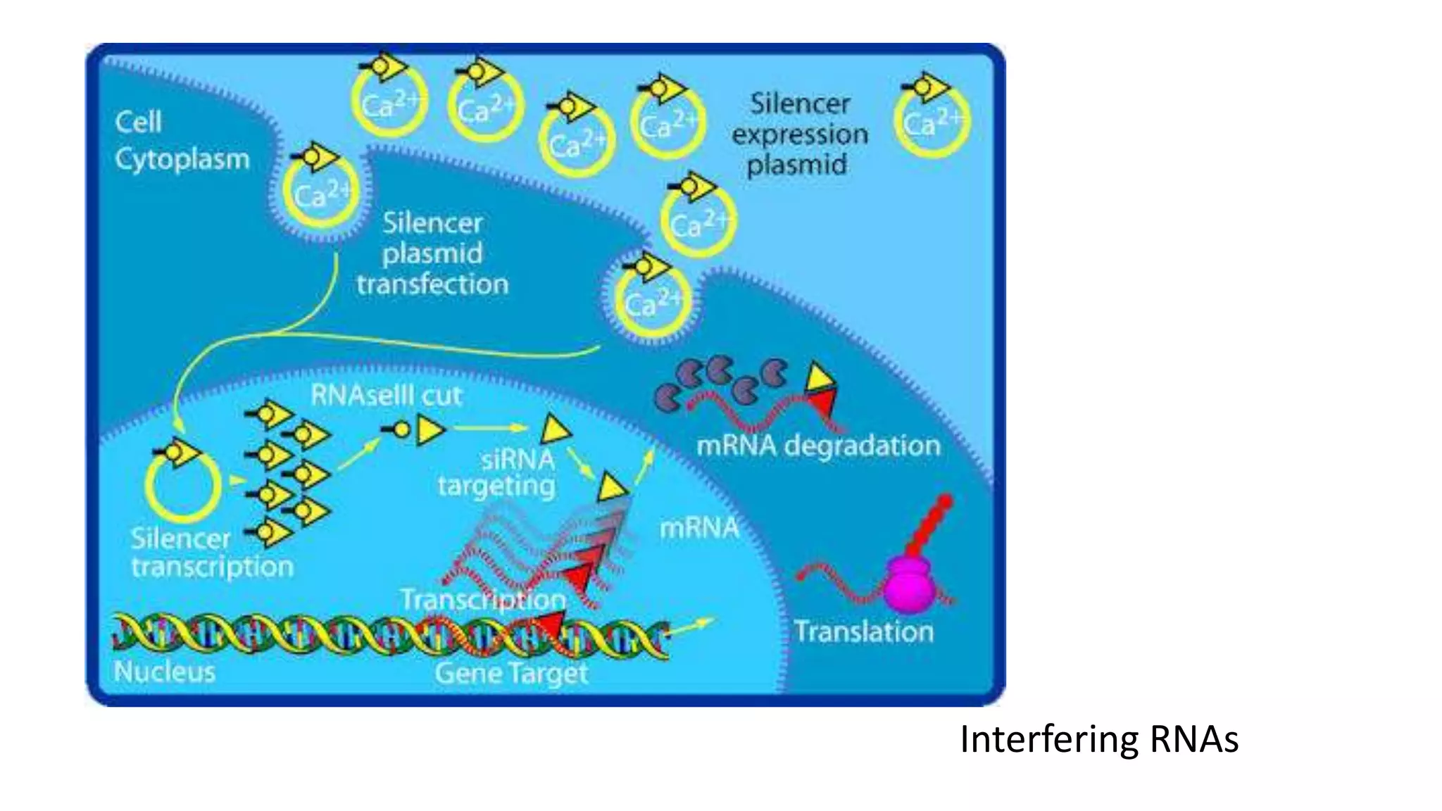Structure and function of RNA | PPTX